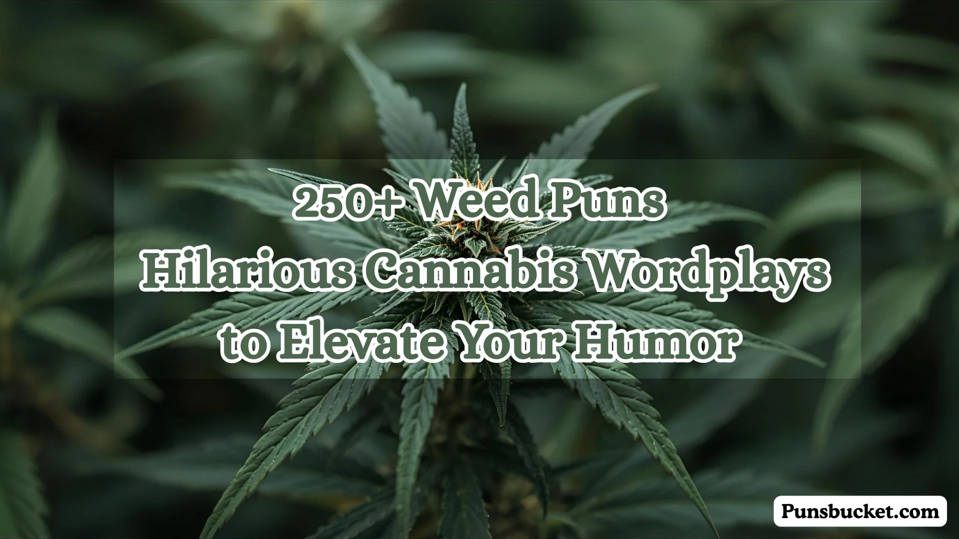 250+ Weed Puns Cannabis Wordplays to Elevate Your Humor
